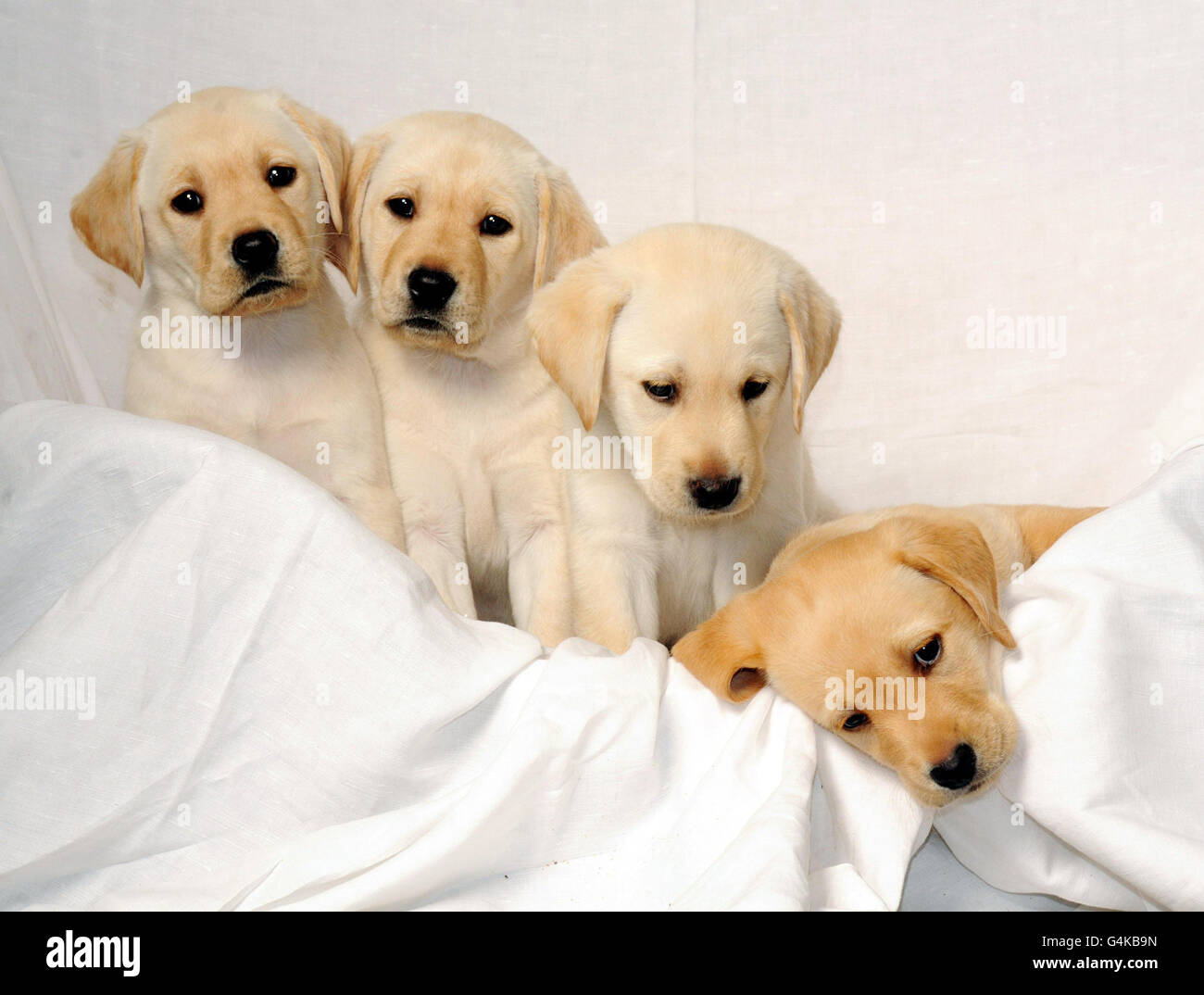 Guide dogs and leamington hi-res stock photography and images - Alamy