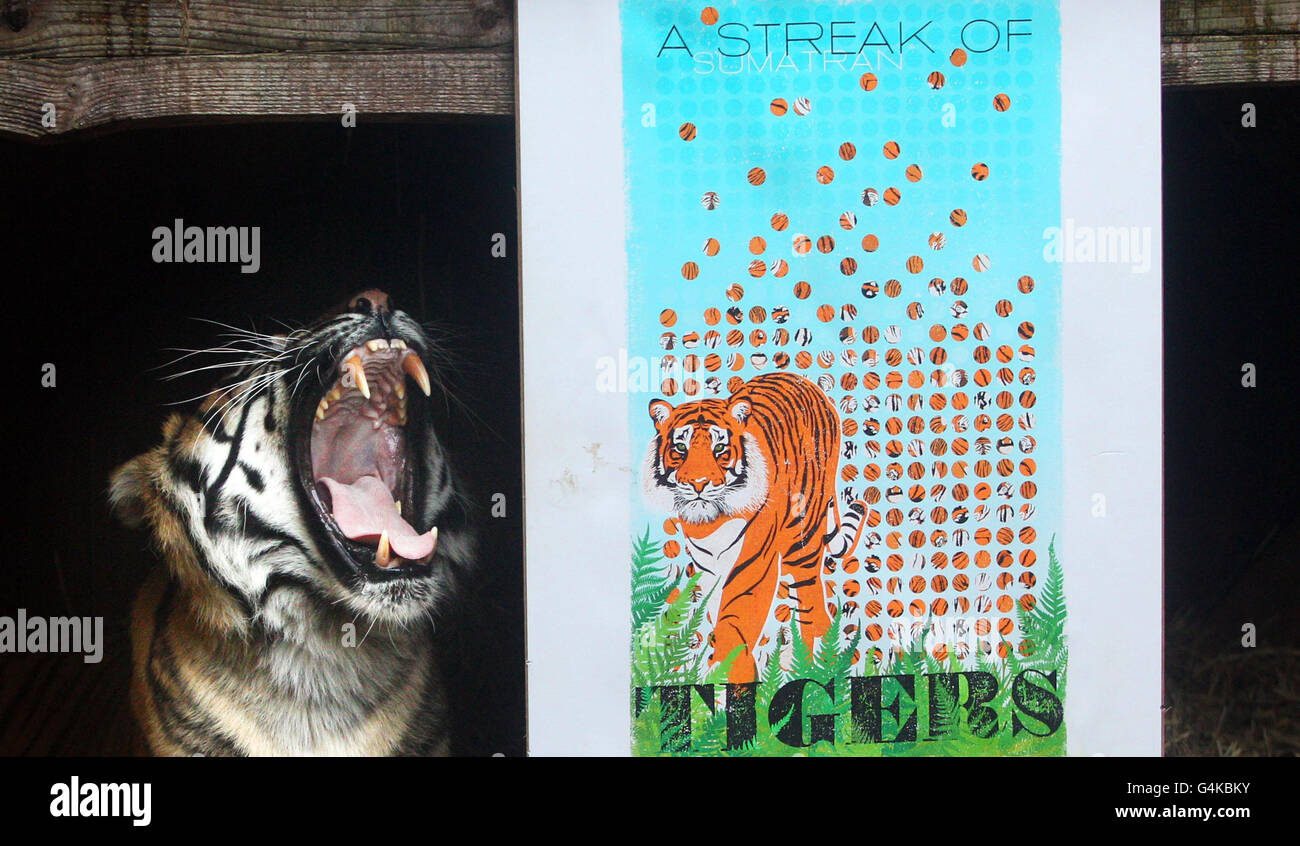 A streak sumatran tigers by woop studios hi-res stock photography and ...