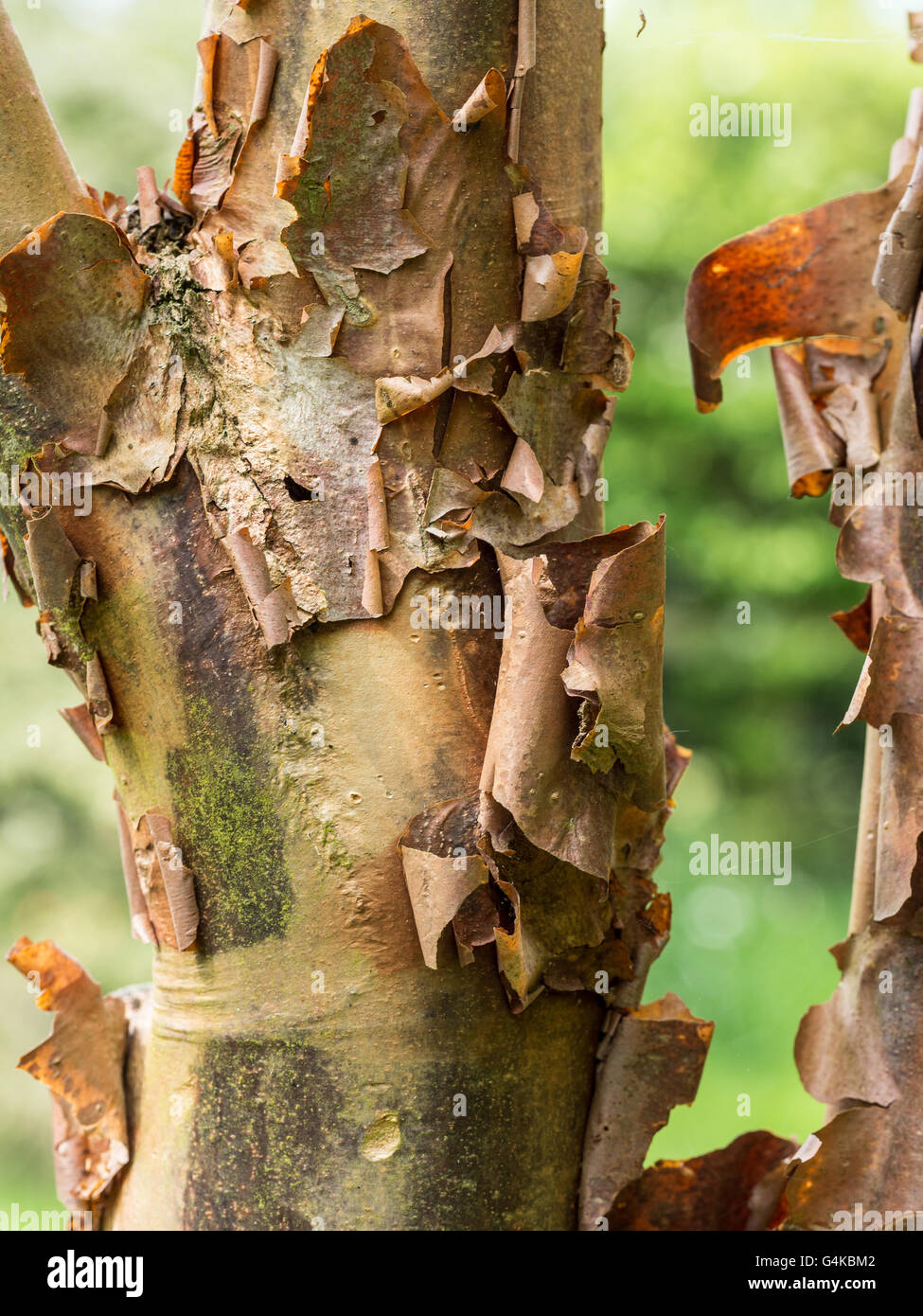 Peeeling bark hi-res stock photography and images - Alamy