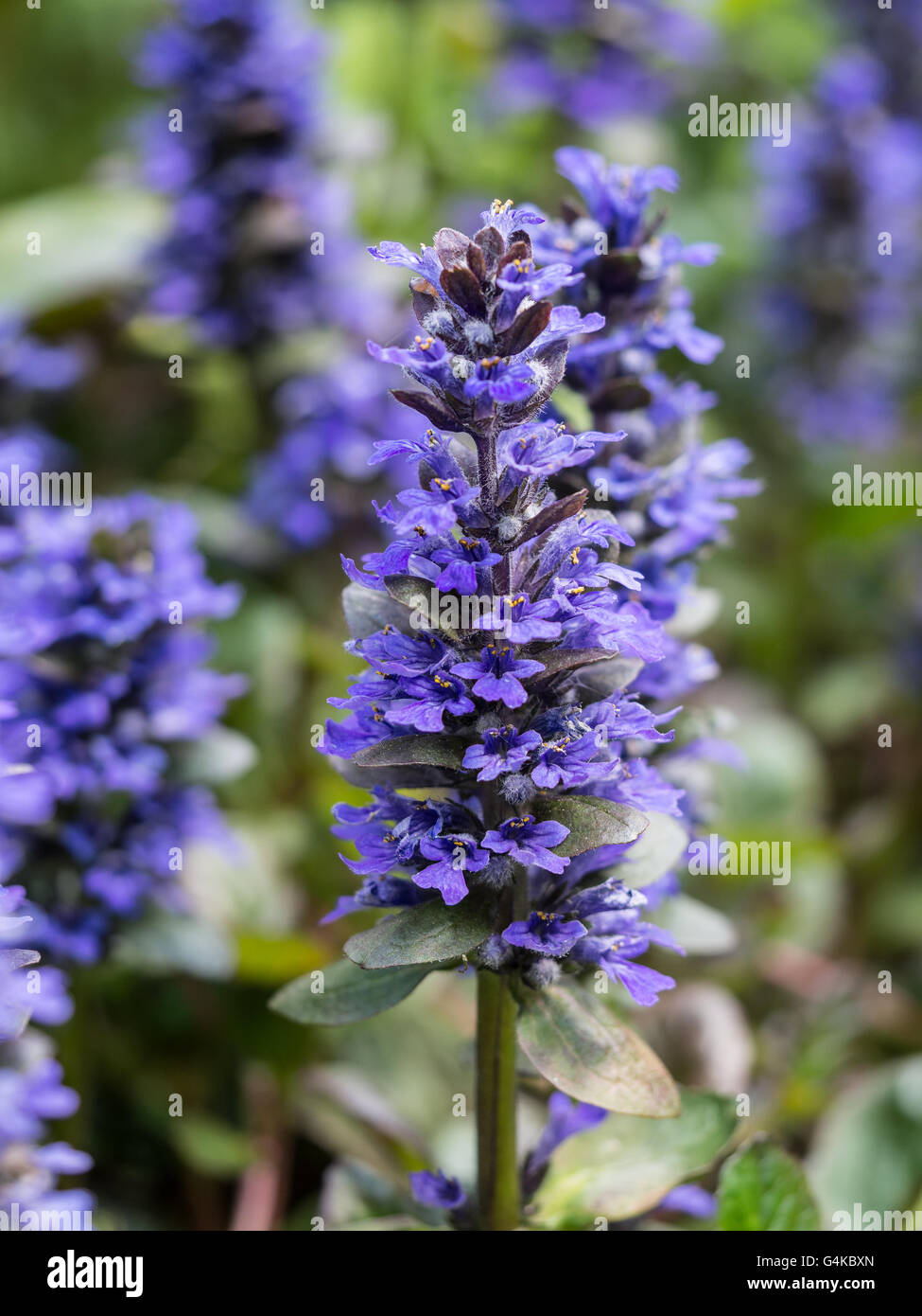 Ajuga reptans hi-res stock photography and images - Alamy