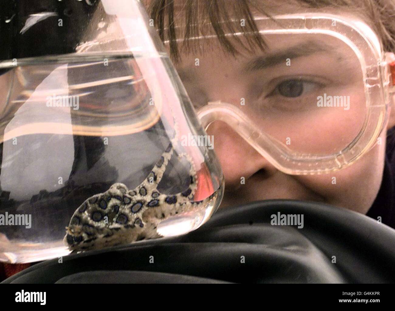 Sheila' the Australian 'Blue ringed octopus' is the world's deadliest ...