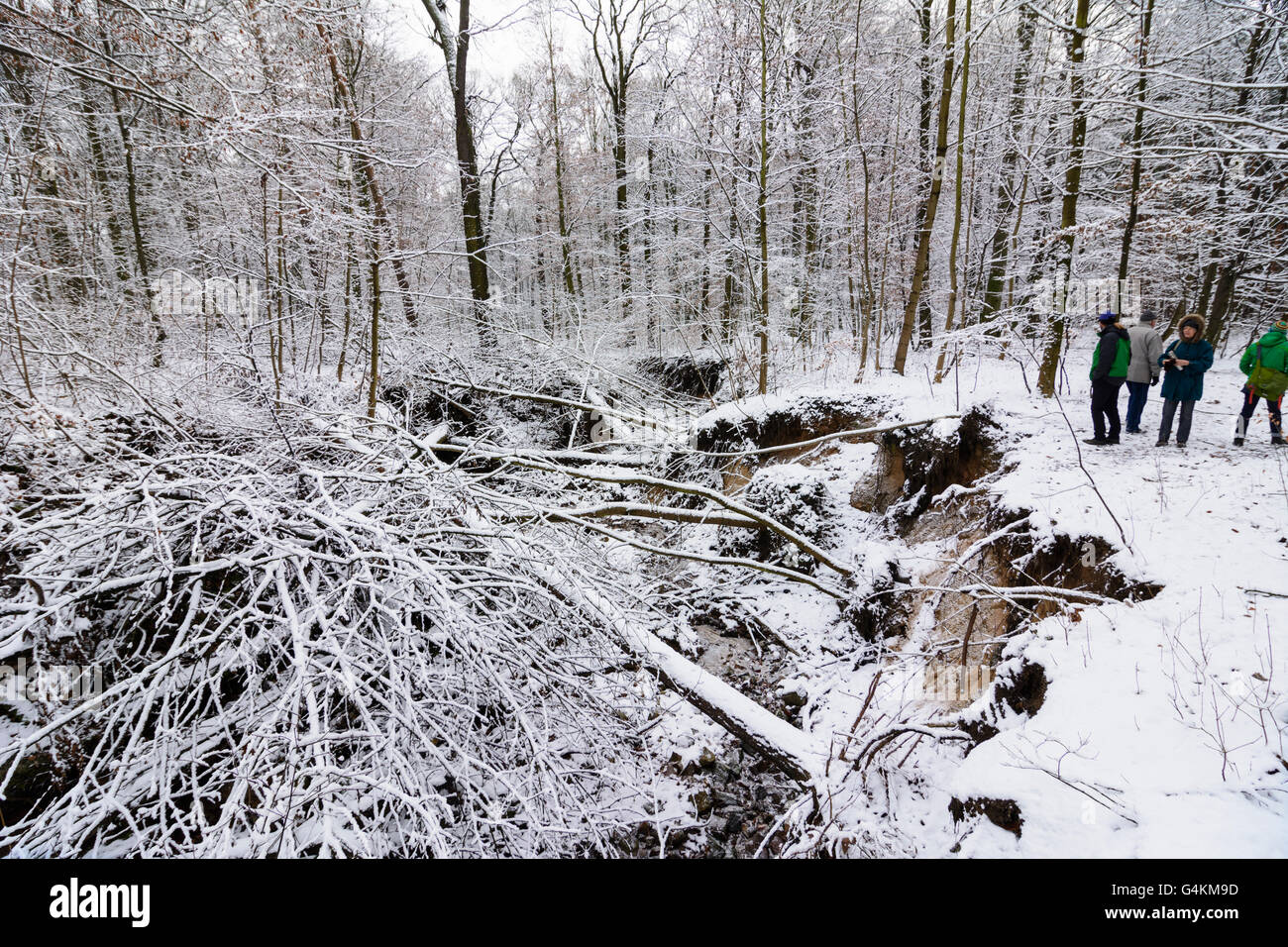 forest Dresdner Heide : newly arisen Arroyo in forest in snow, Germany ...