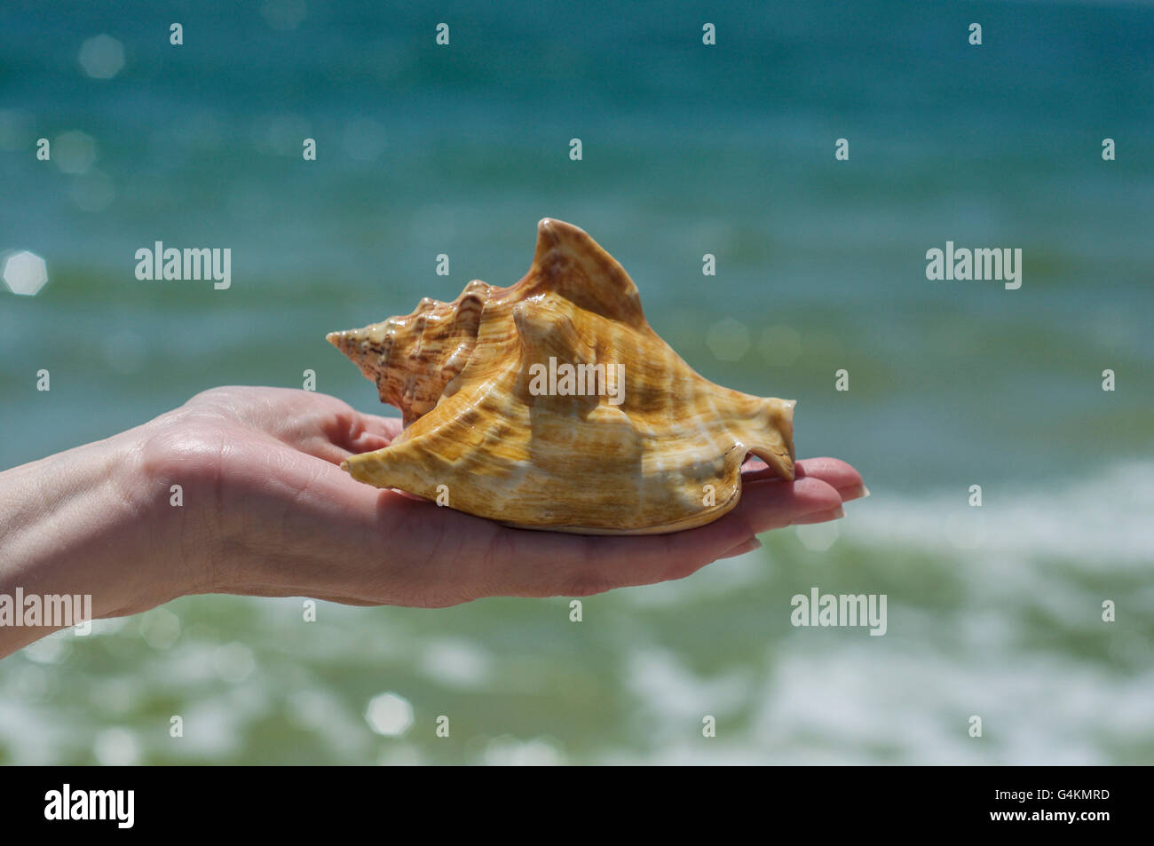 Seashell in human hand against the sea Stock Photo - Alamy