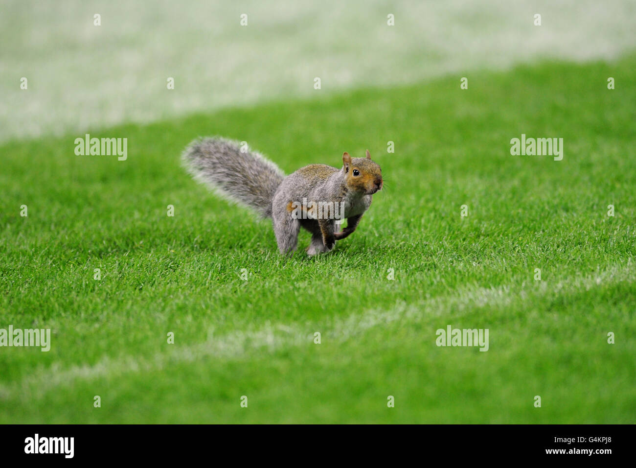 Grey squirrel runs on hi-res stock photography and images - Alamy