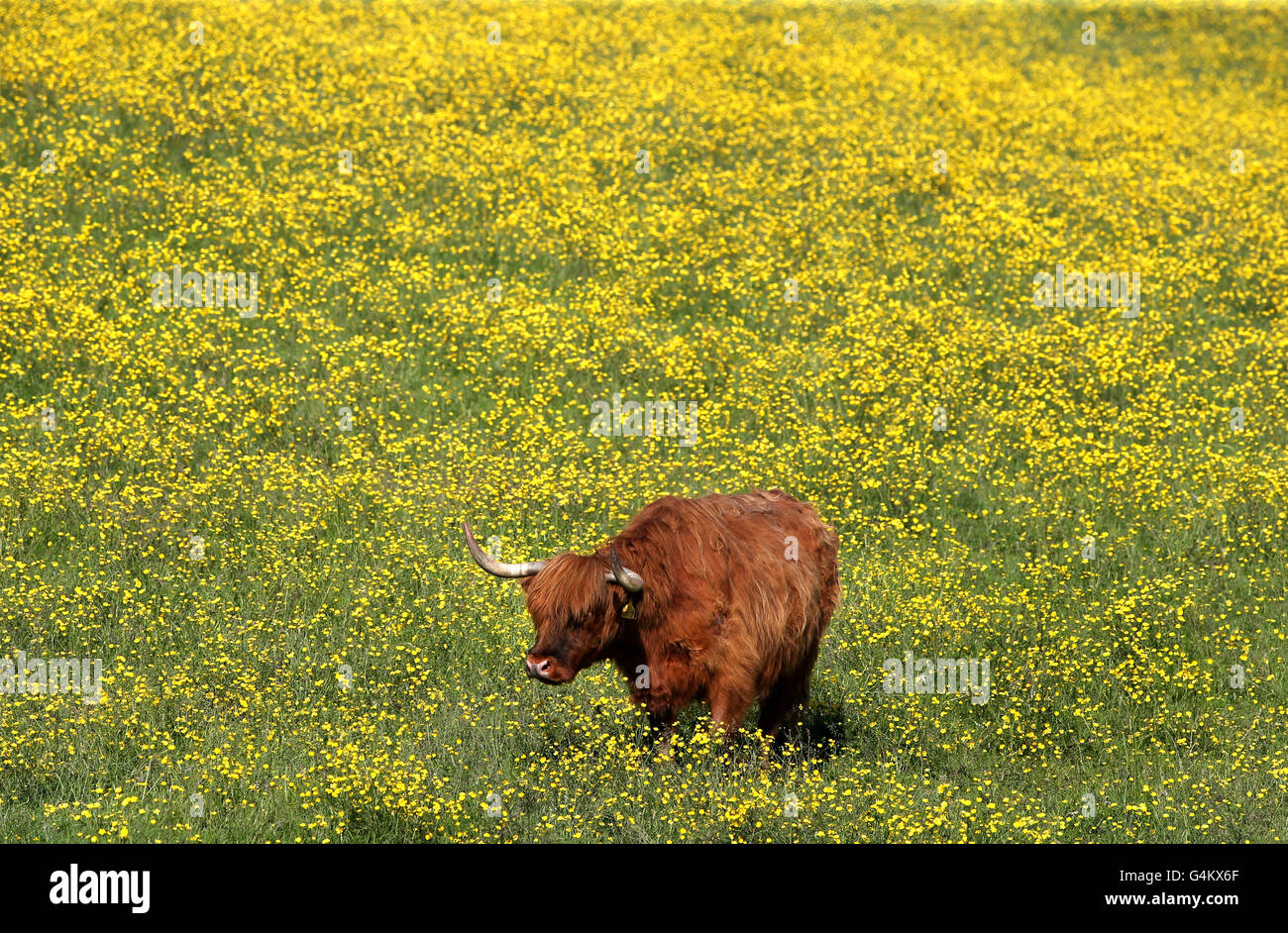 A highland cow wandering through hi-res stock photography and images ...