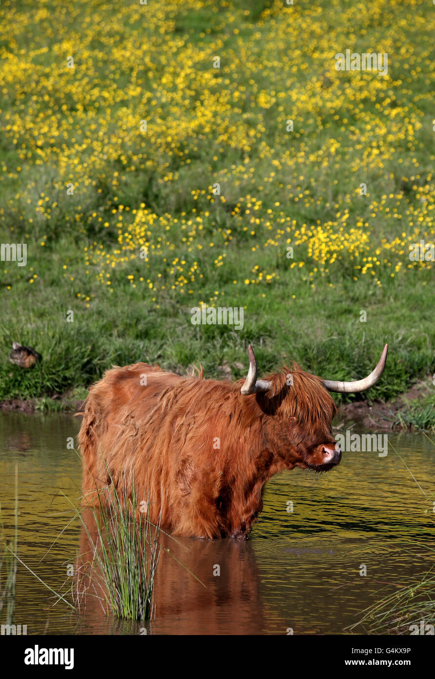A Highland cow enters a pond for a drink after wandering through a ...