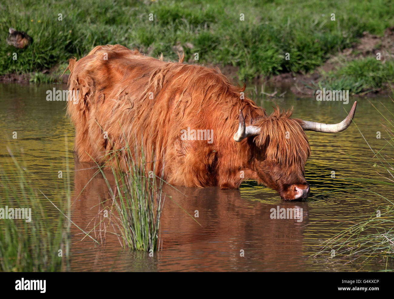 Early_evening hi-res stock photography and images - Alamy