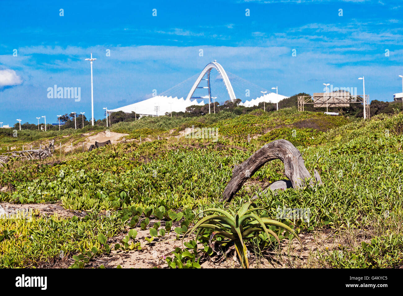 Dune vegetation on beach and aloe and driftwood shapes mirroring ...