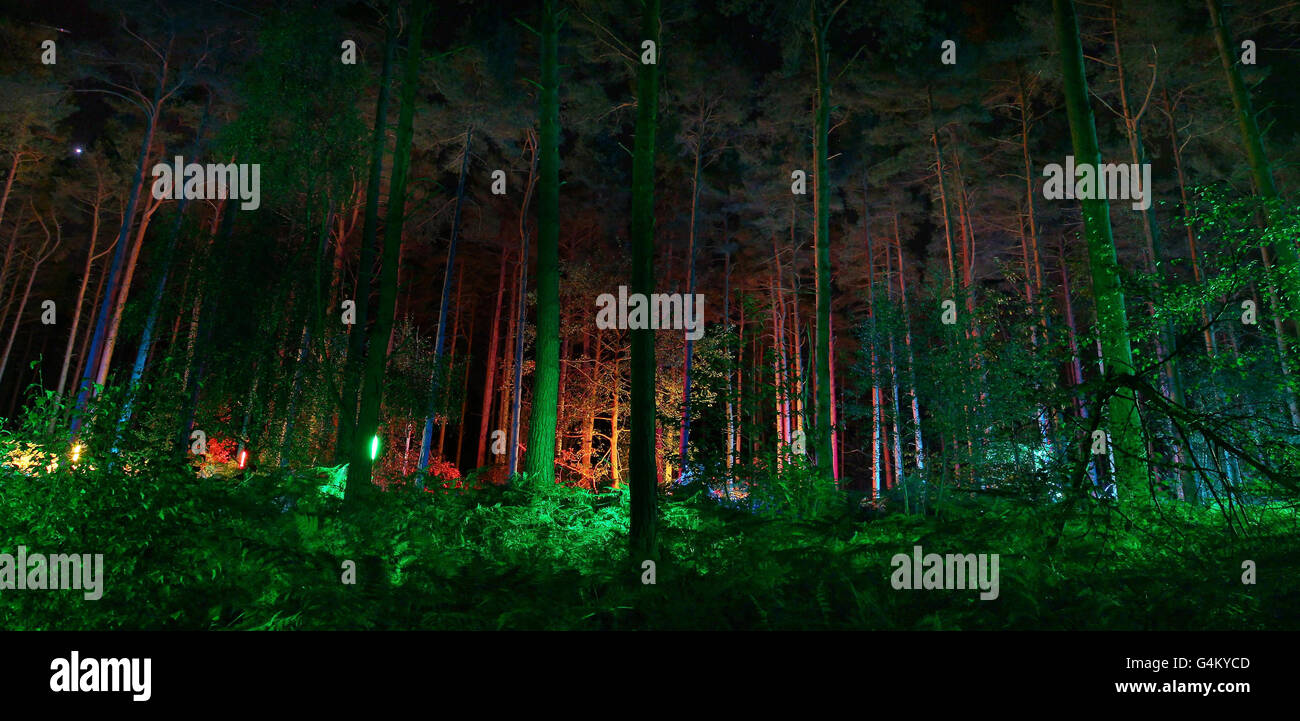 The Negative Forest Stock Photo - Alamy