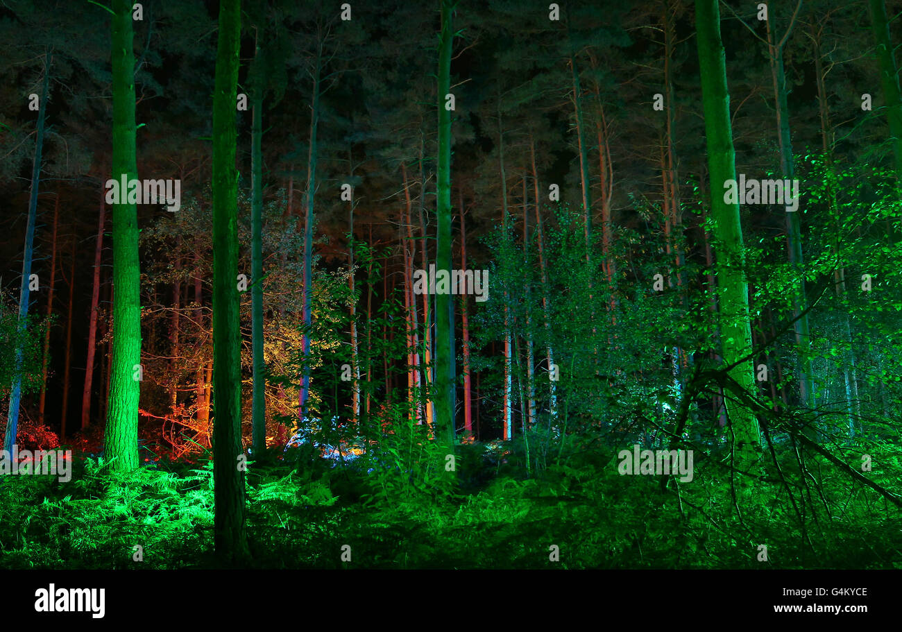 The Negative Forest Stock Photo - Alamy