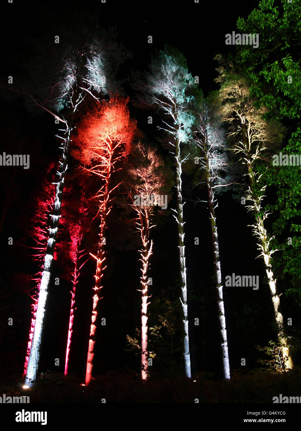 The Negative Forest Stock Photo - Alamy