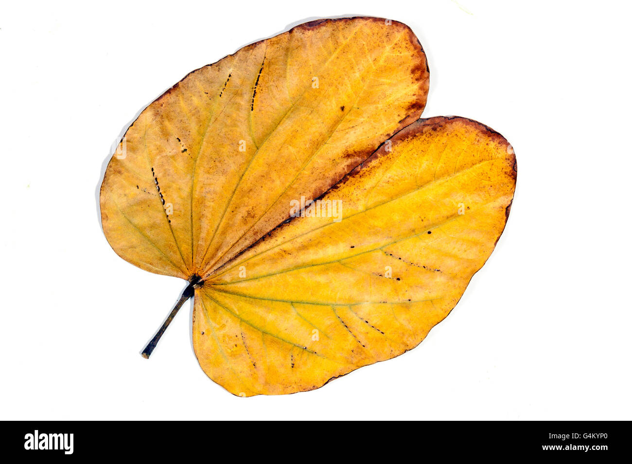 Above view studio shot of yellow autumn colored camels foot leaf ...