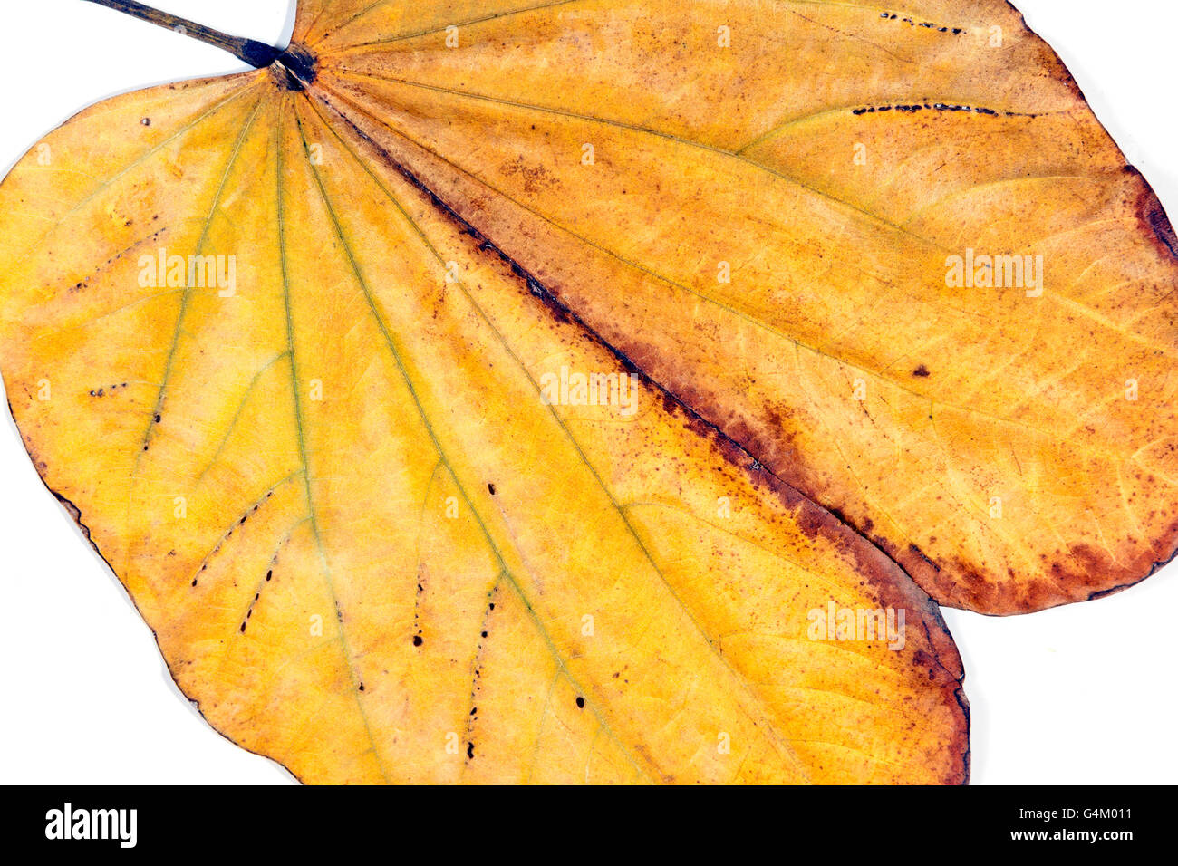 Camels foot tree hi-res stock photography and images - Alamy