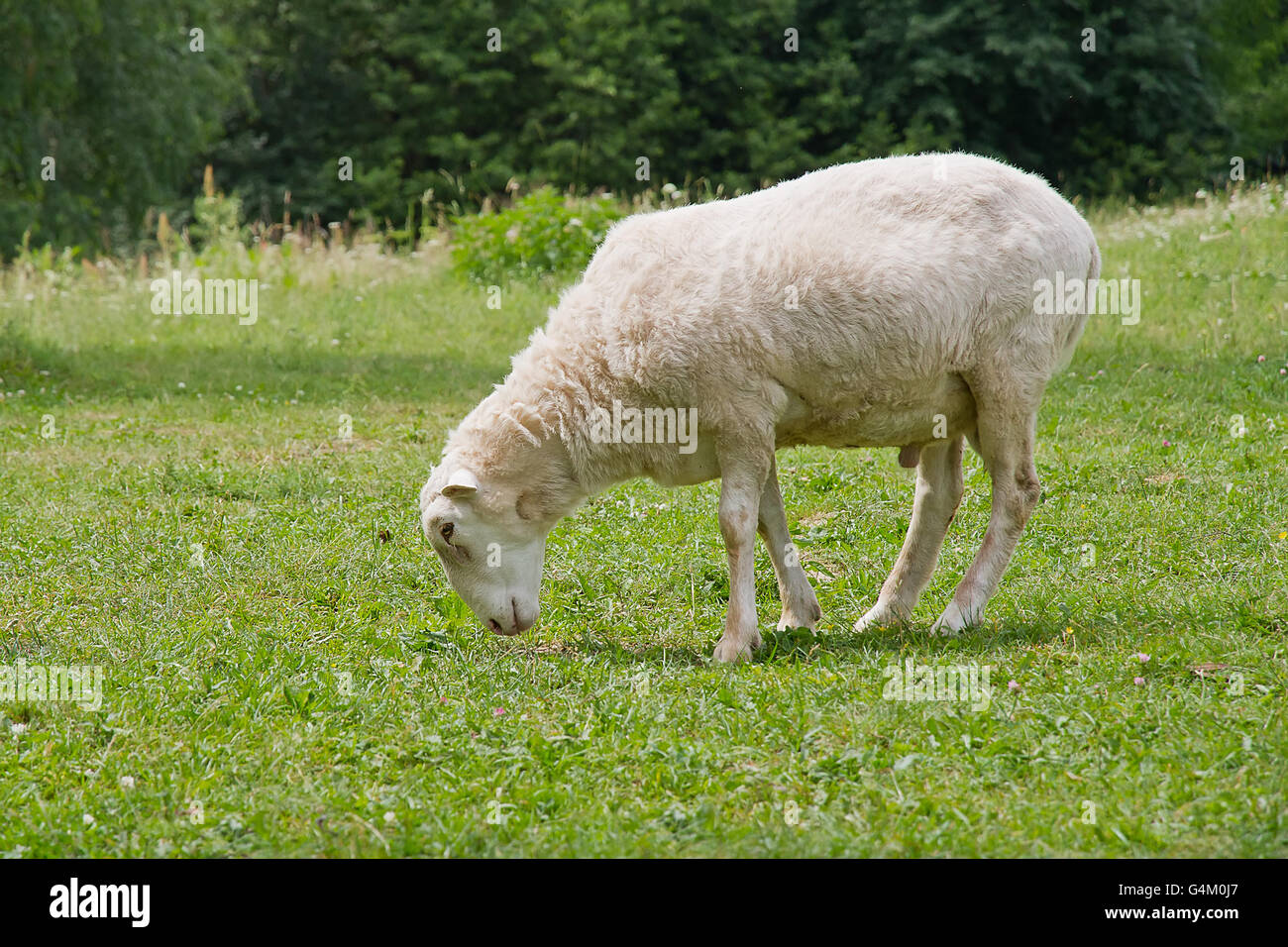 Hornless hi-res stock photography and images - Alamy