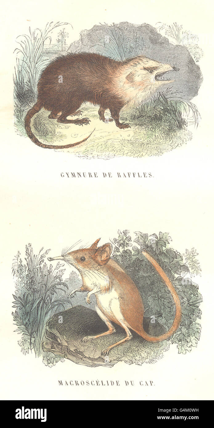 MAMMALS: Civet Zibeth: Gymnure Raffles; Macroscélide cap, antique print ...