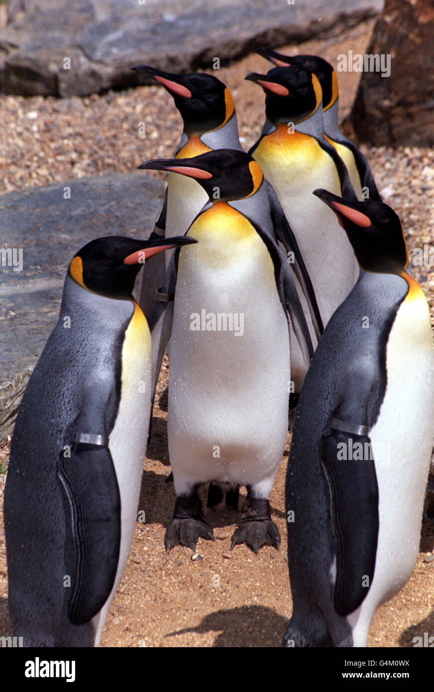 Penguins at Whipsnade Wild Animal Park, where Eastenders actress Pam St ...