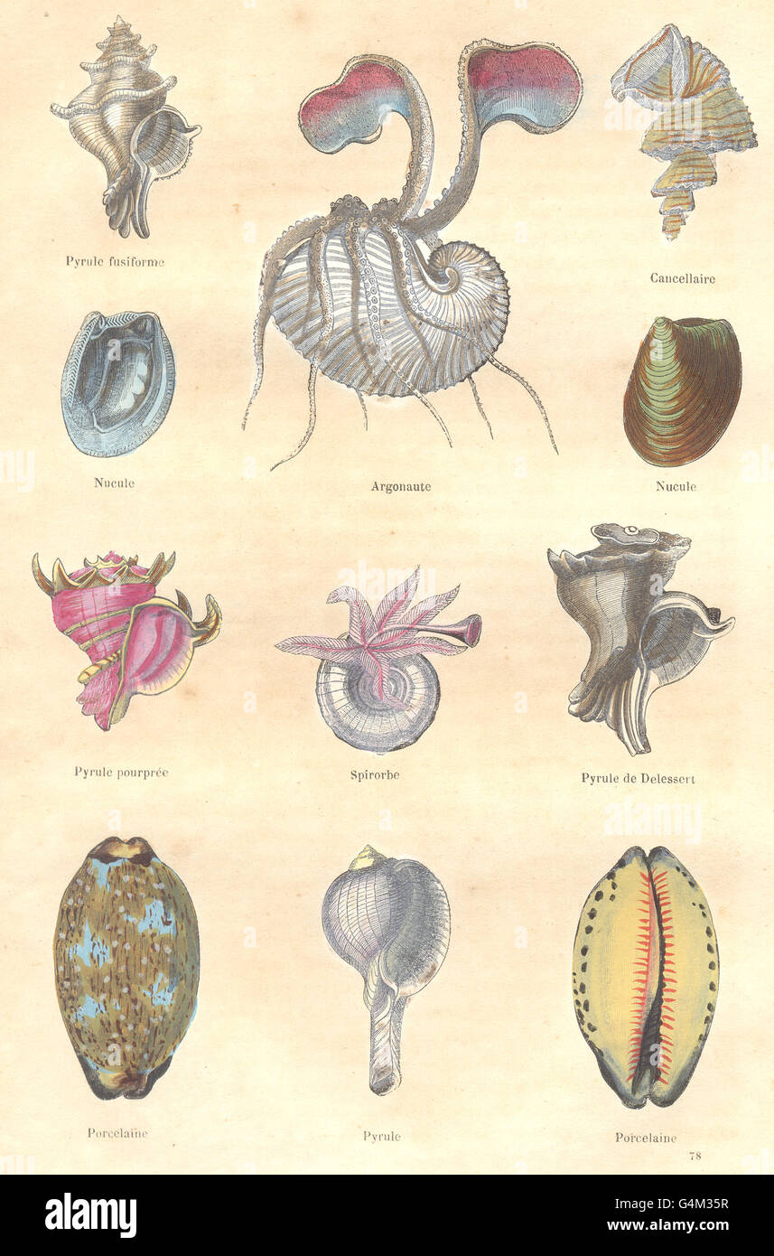 Fusiform hi-res stock photography and images - Alamy