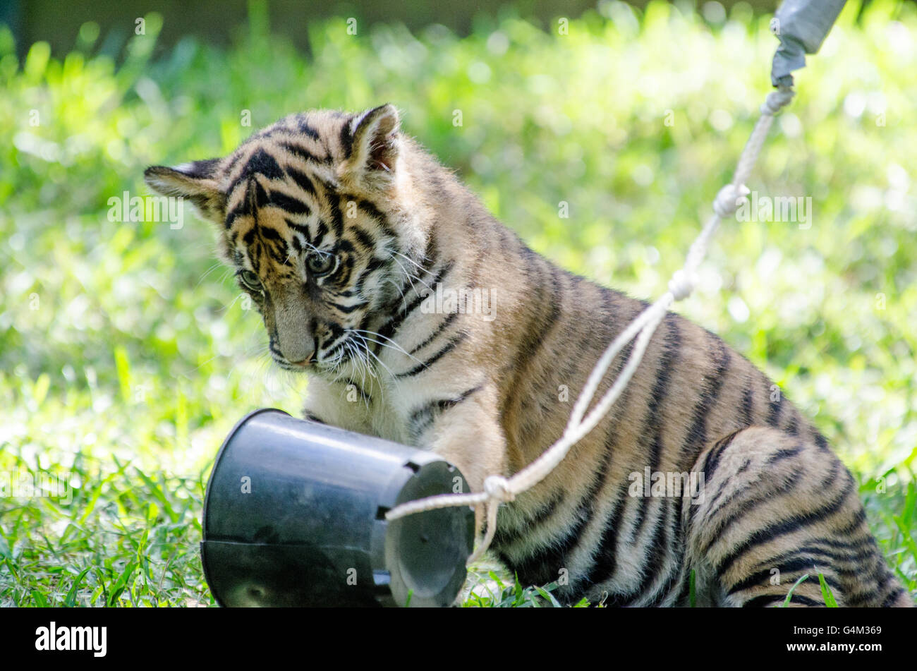 Three months old Sumatran tiger cub playing in the grass in Australia ...