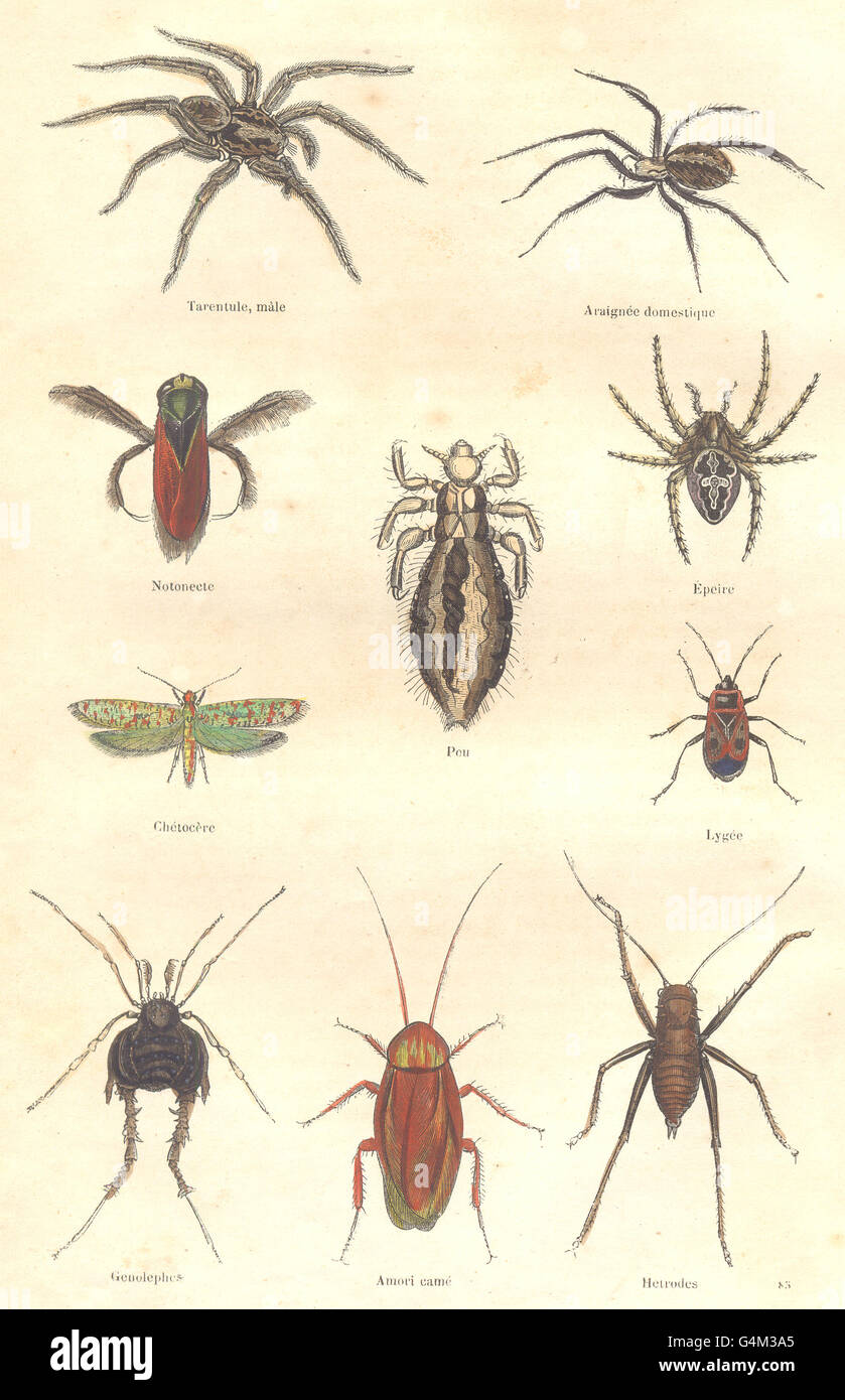 INSECTS: Tarantula, Spider, backswimmer; Pou; Epeira; Chétocère; Lygée ...