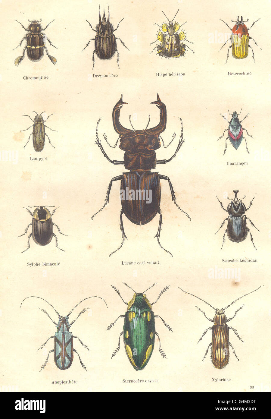 Hispe hi-res stock photography and images - Alamy