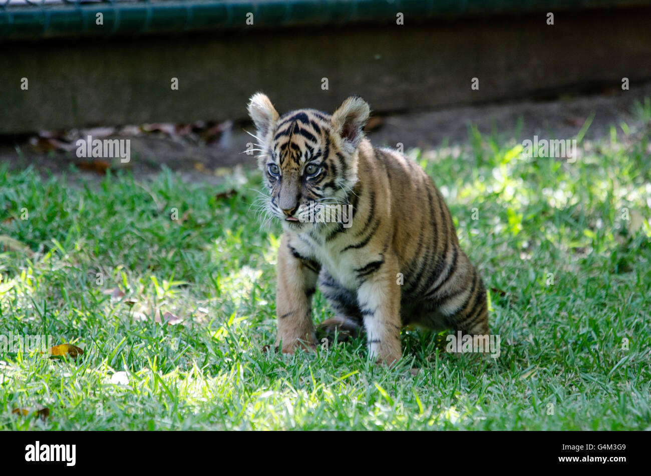 Three months old Sumatran tiger cub playing in the grass in Australia ...