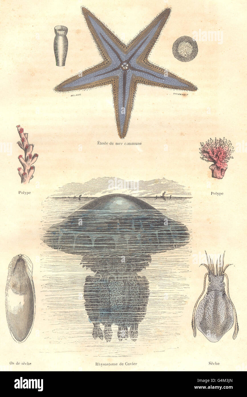 Animalcules hi-res stock photography and images - Alamy