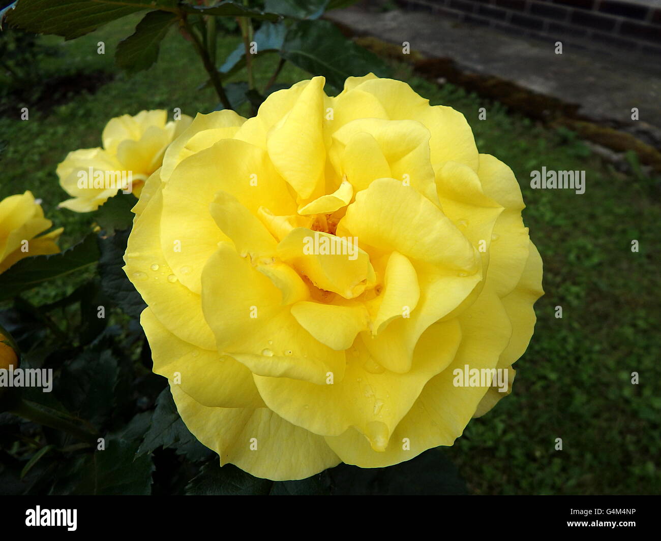 rose flower ,rose, eglantine, dog-rose, yellow rose flower Stock Photo ...