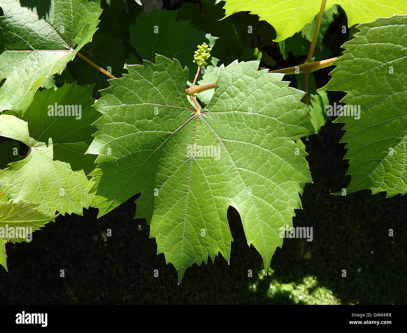 grape leaves ,Vine background Stock Photo - Alamy