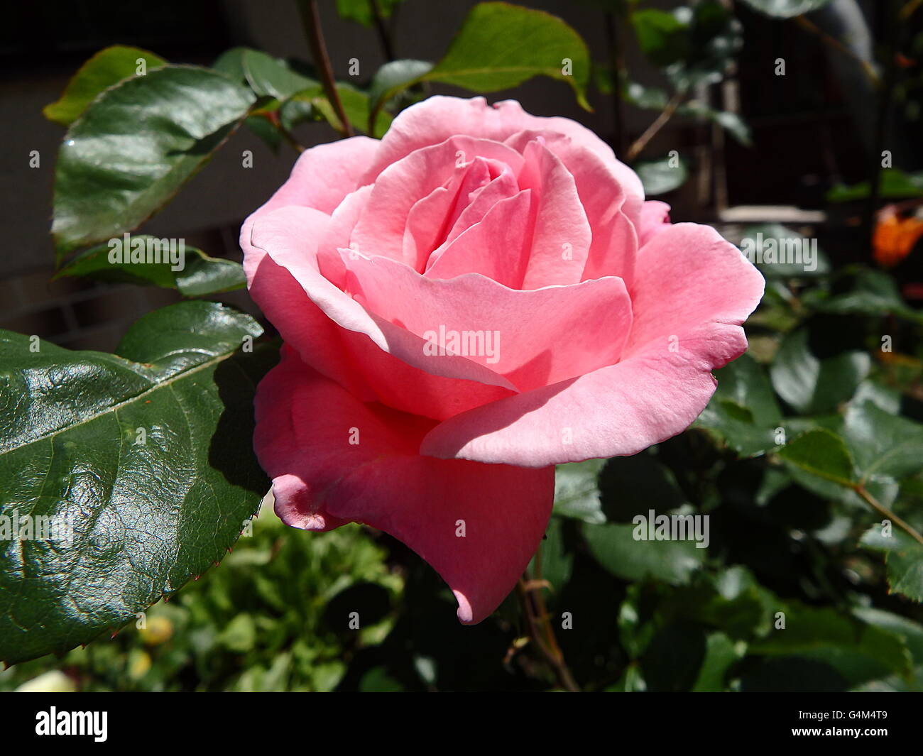 rose flower ,rose, eglantine, dog-rose, pink rose flower Stock Photo ...