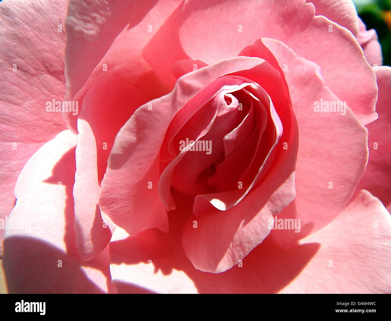 rose flower ,rose, eglantine, dog-rose, pink rose flower Stock Photo ...