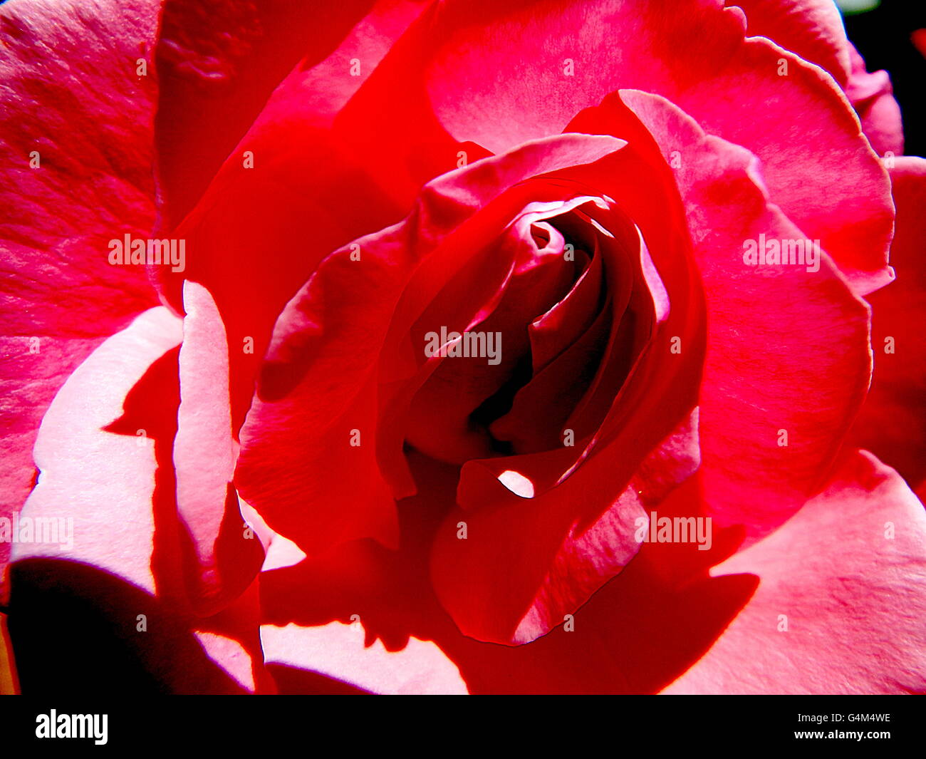 rose flower ,rose, eglantine, dog-rose, pink rose flower Stock Photo ...