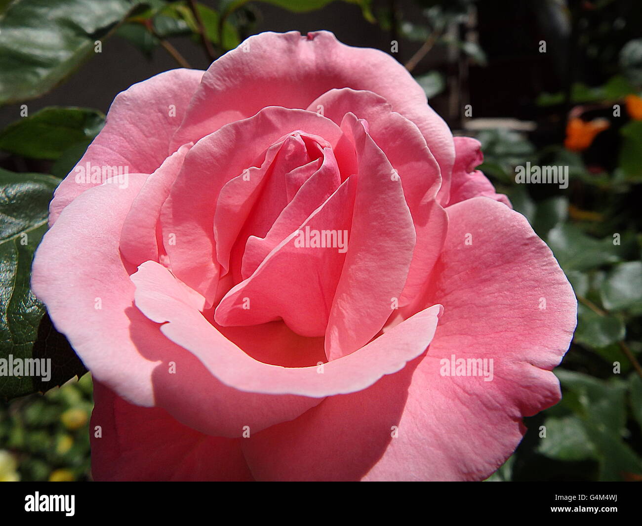 rose flower ,rose, eglantine, dog-rose, pink rose flower Stock Photo ...