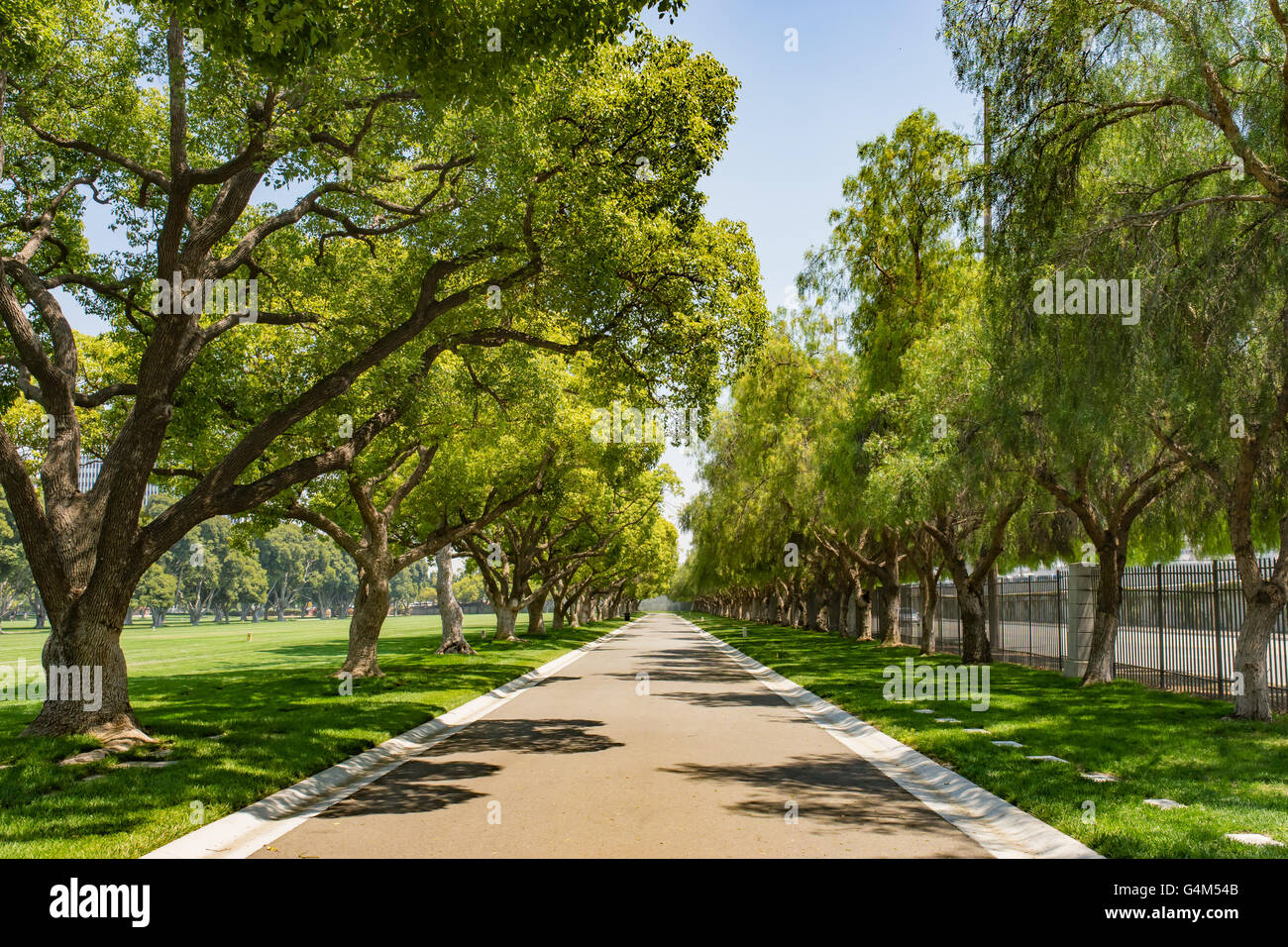 Tree lined lane in Los Angeles National Cemetery in southern California ...