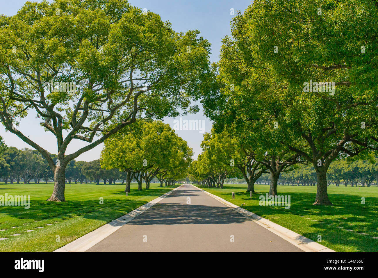 Massive green shade trees hang over an empty street in a park Stock ...