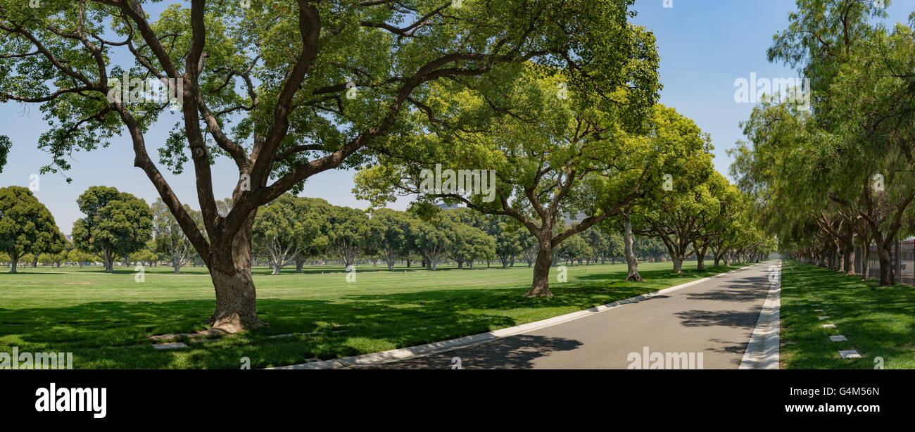 Panorama of grass and tree park with shade on a street Stock Photo - Alamy