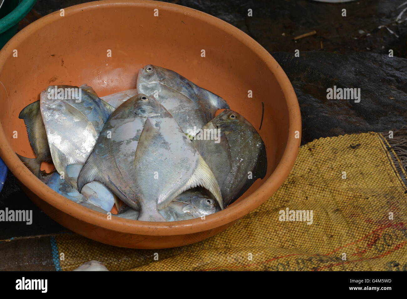 Kochi, India - November 1, 2015 - Fish fresh catched in India Stock ...