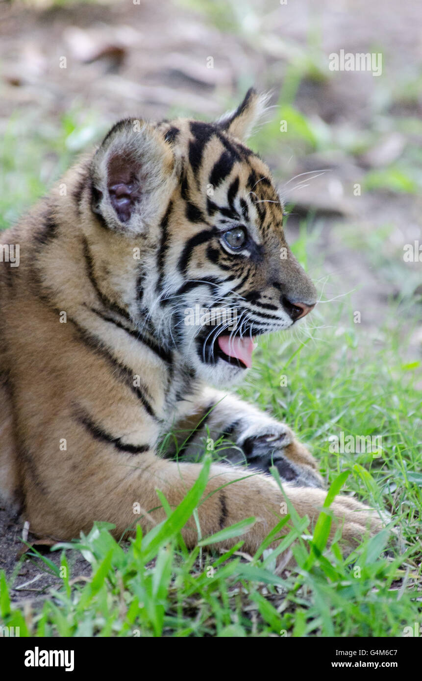 Old tiger hi-res stock photography and images - Alamy