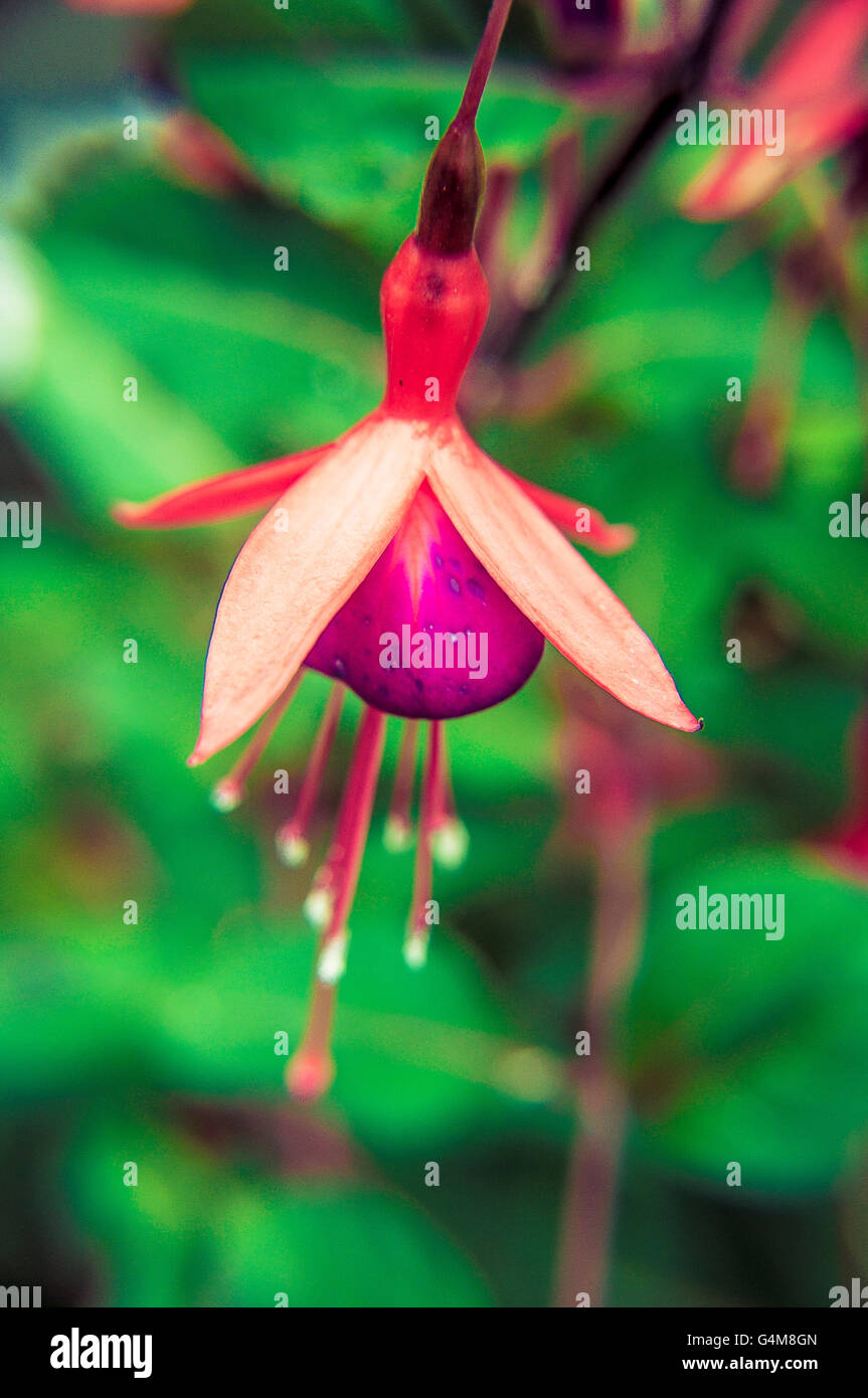 Fuchsia coloured petals hi-res stock photography and images - Alamy