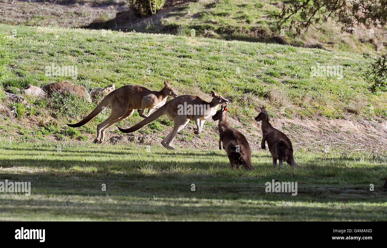 Queen elizabeth ii and duke of edinburgh in canberra hi-res stock ...