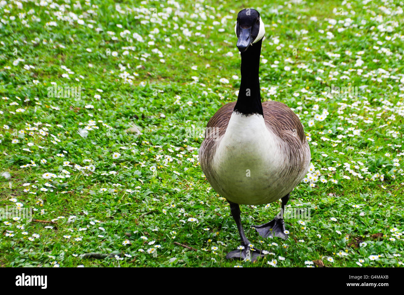 Goose with flowers and grass hi-res stock photography and images - Alamy