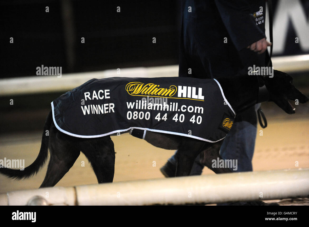 A greyhound wears a race winner coat with William Hill branding on ...