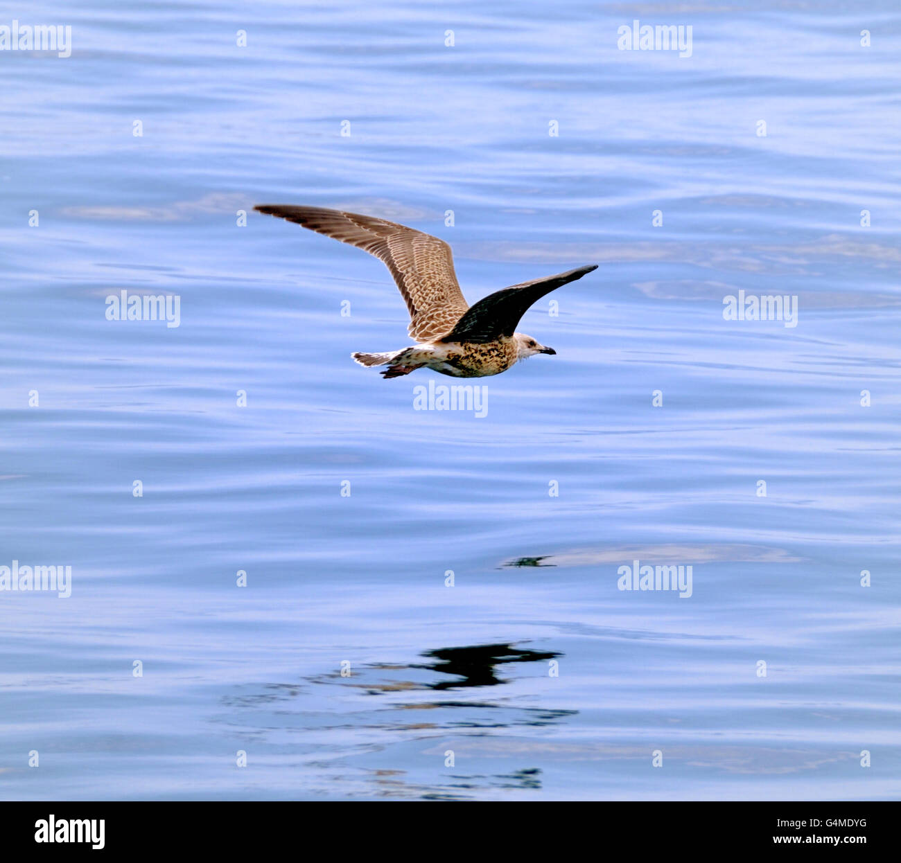 Old seagull flying low over calm water Stock Photo - Alamy