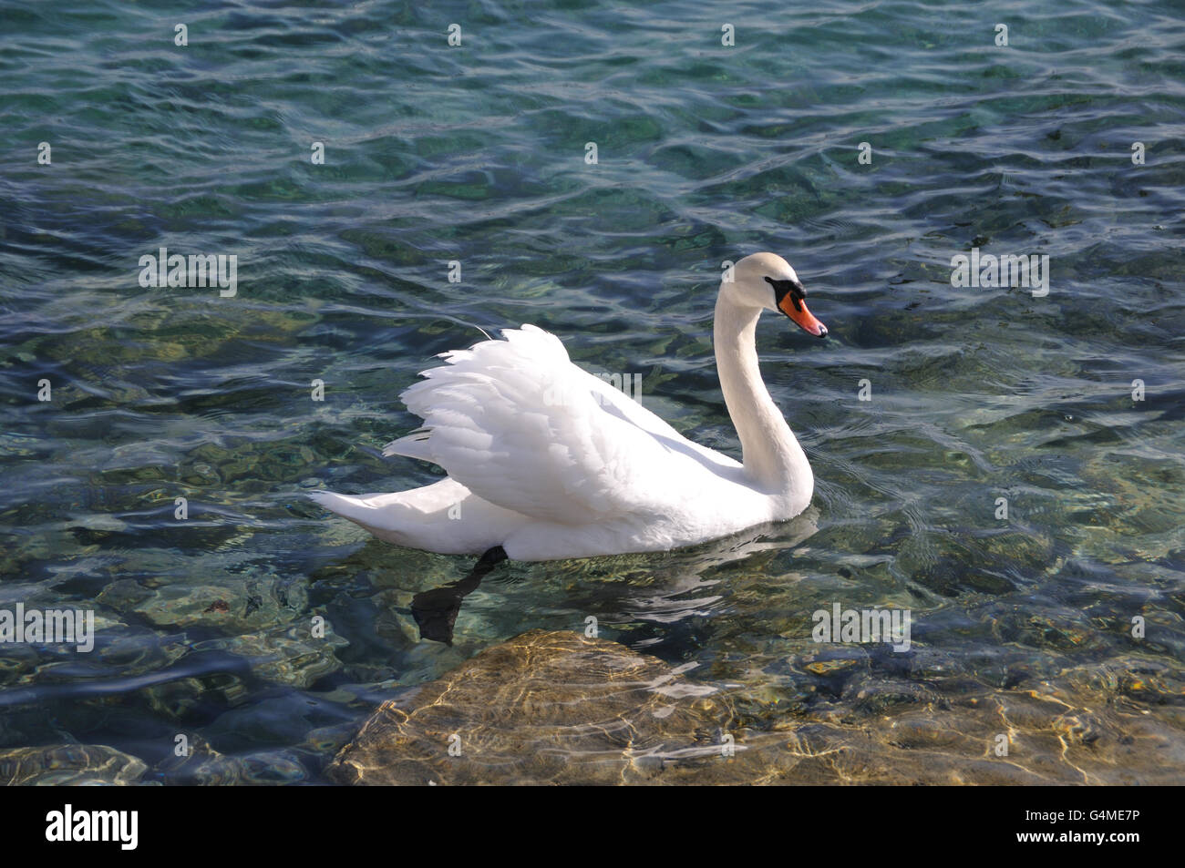 Pure white feathers hi-res stock photography and images - Alamy