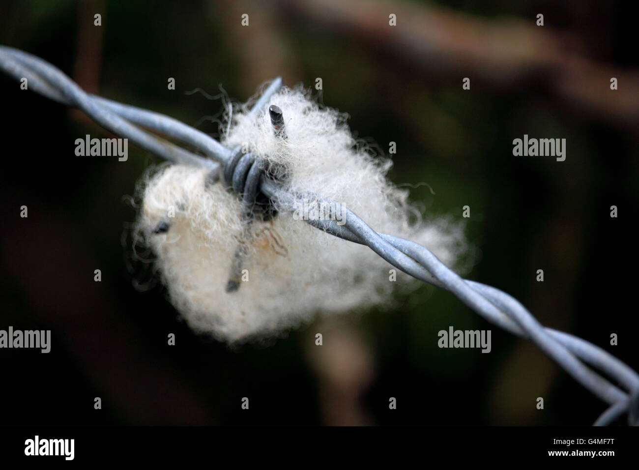 Wool caught on wire hi-res stock photography and images - Alamy