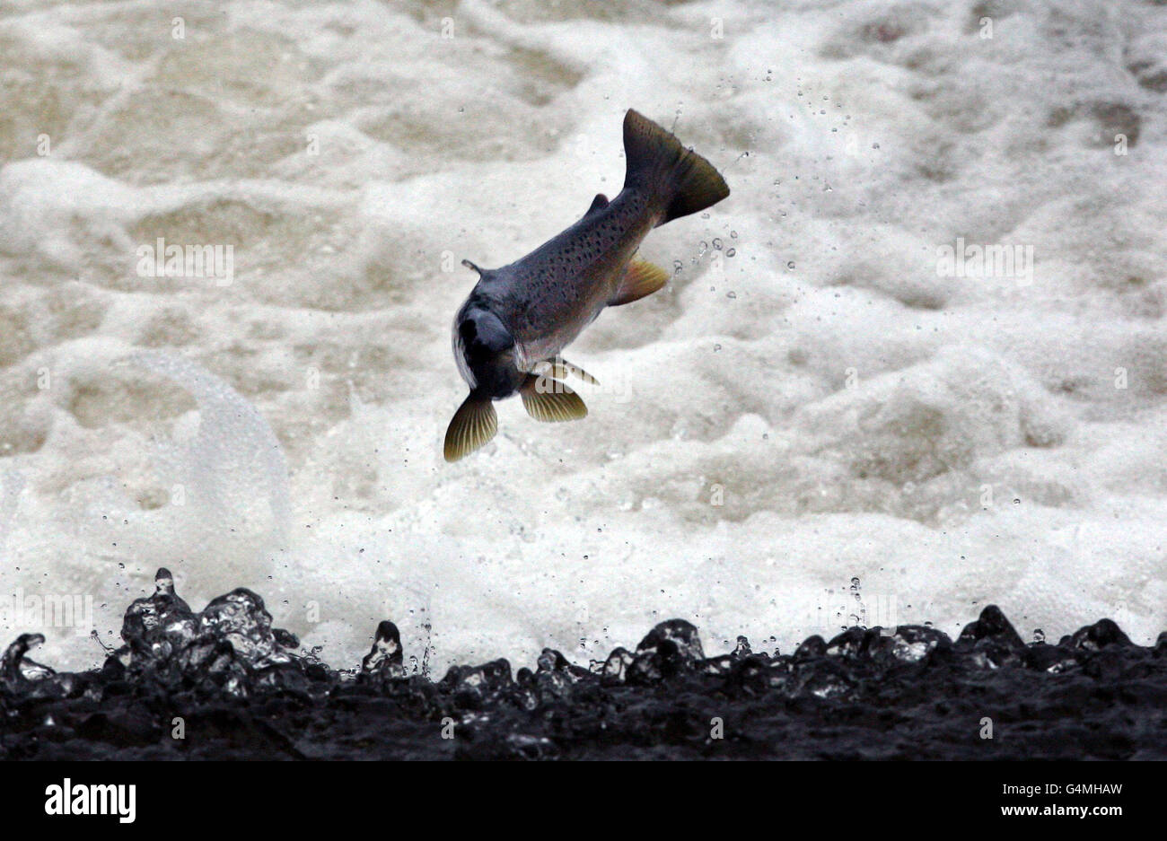 Scottish borders as part annual migration hi-res stock photography and ...