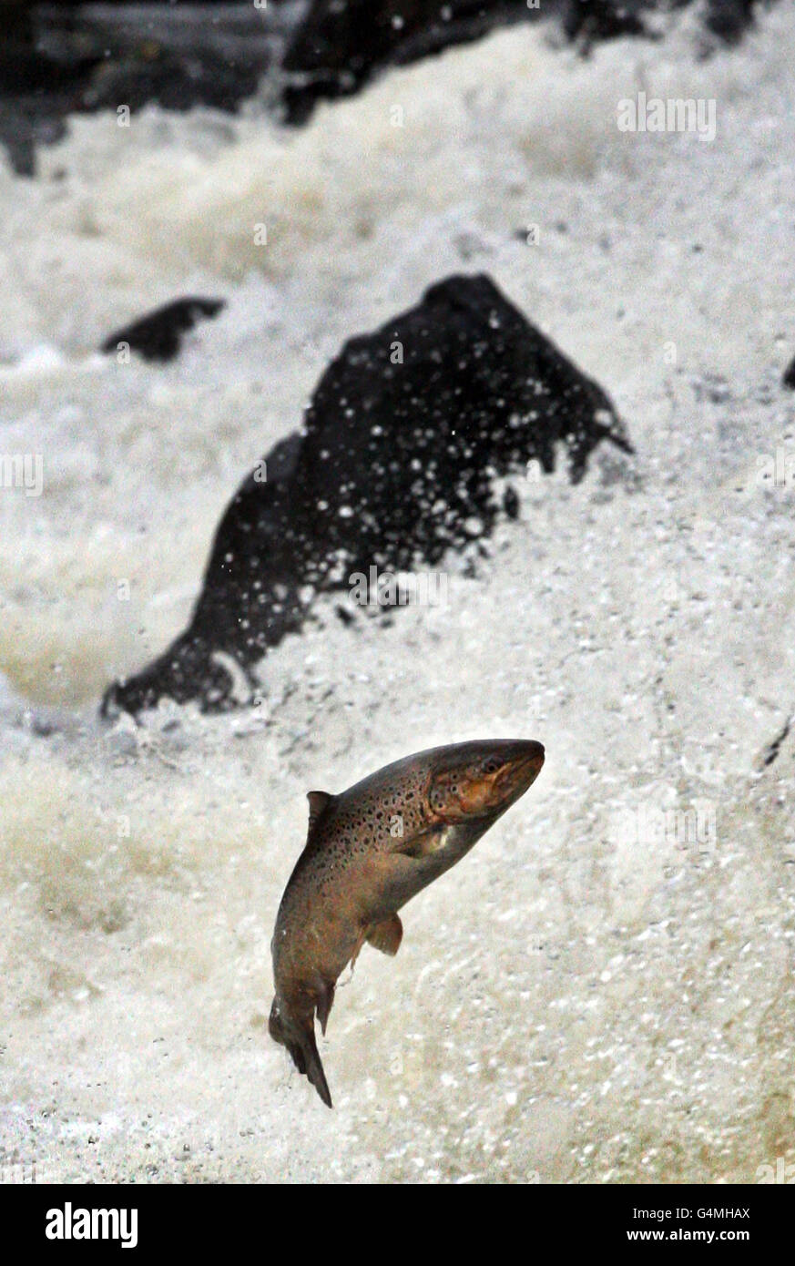 Trout leap up the ettrick water in selkirk hi-res stock photography and ...