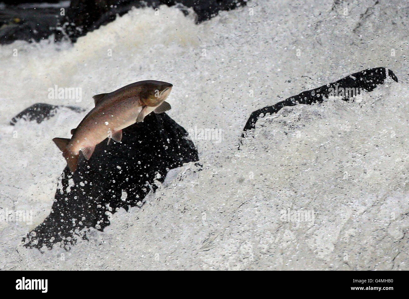 Scottish borders as part annual migration hi-res stock photography and ...