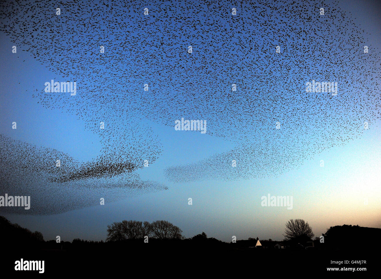 Starlings in Gretna. A murmuration of starlings signal winter is on its ...