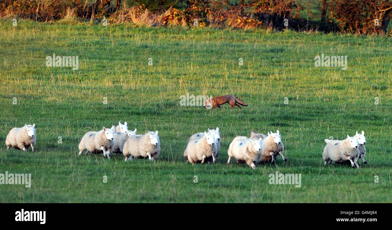 Fox field sheep hi-res stock photography and images - Alamy