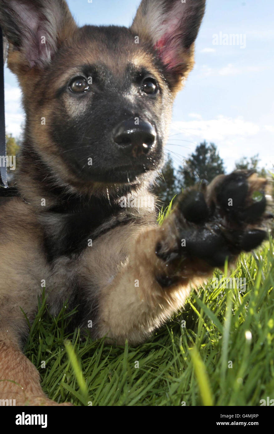 Police dogs training demonstration Stock Photo - Alamy
